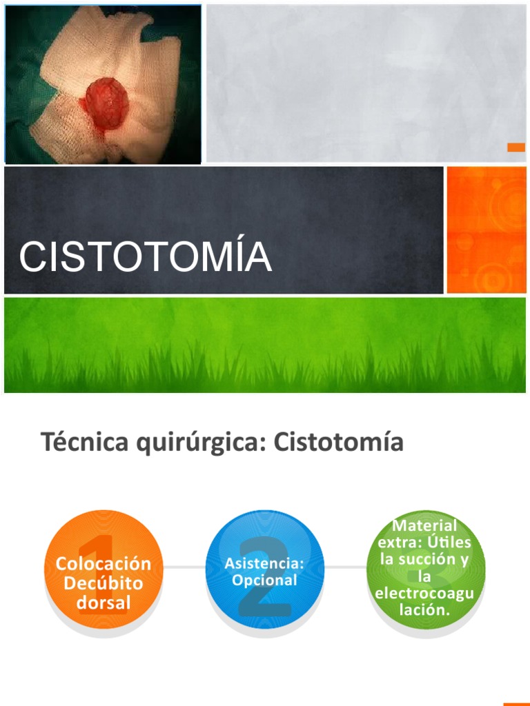 Cistotomía: Técnica y Manejo Postoperatorio | PDF | Vejiga urinaria ...