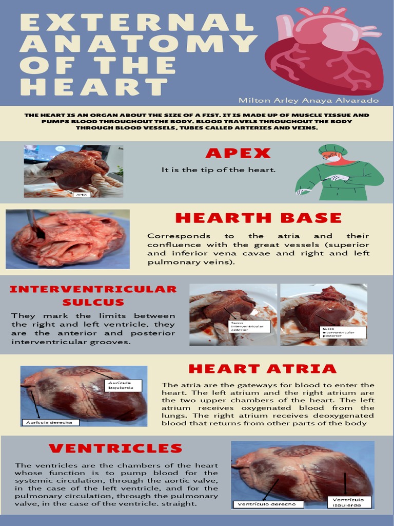 External Anatomy of The Heart | PDF | Heart | Atrium (Heart)