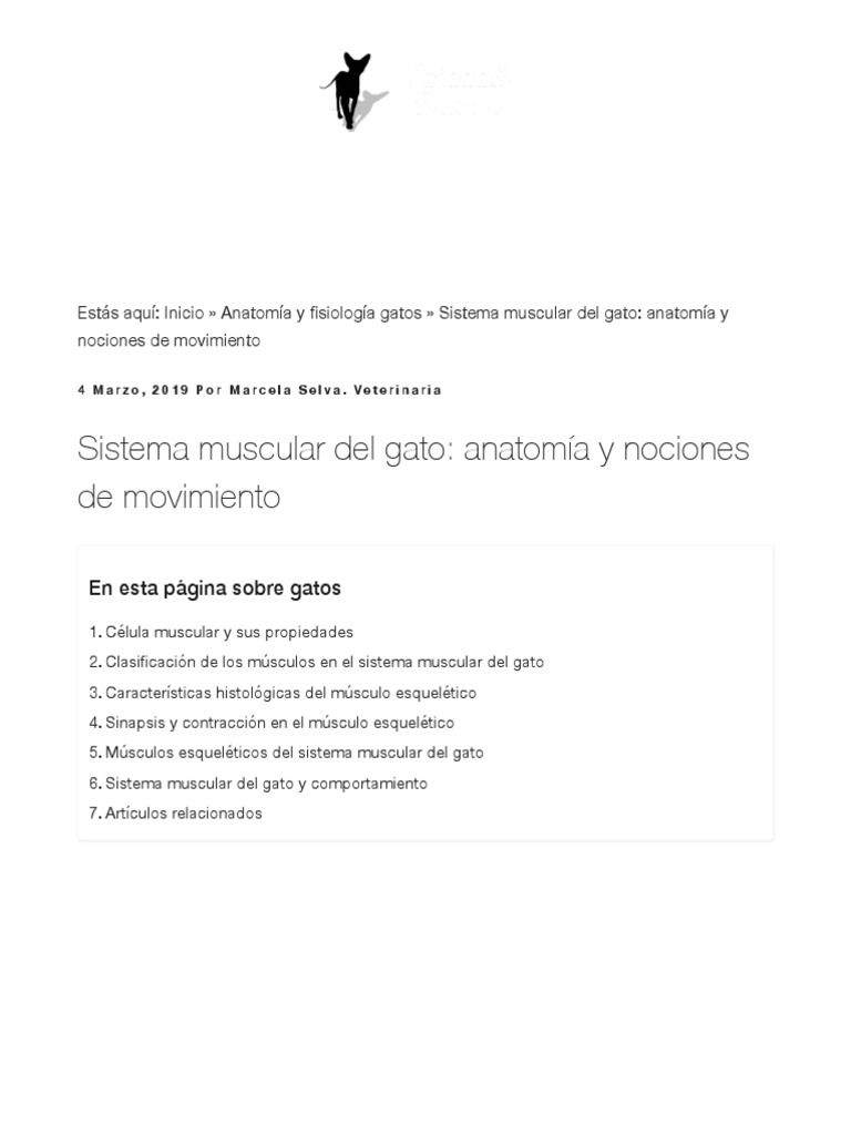 Anatomía del sistema muscular del gato | PDF | Músculo | Neurona