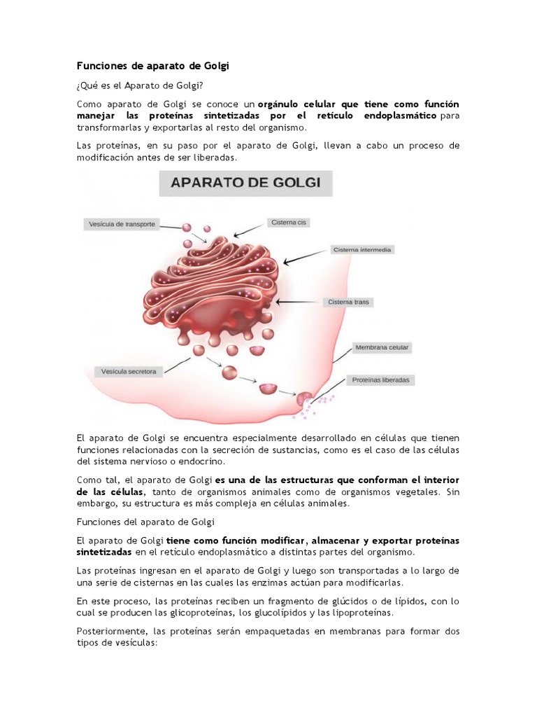 El papel del aparato de Golgi en la modificación y transporte de ...