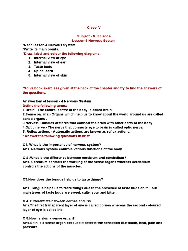 Nervous System Overview for Class 5 | PDF | Nerve | Brain