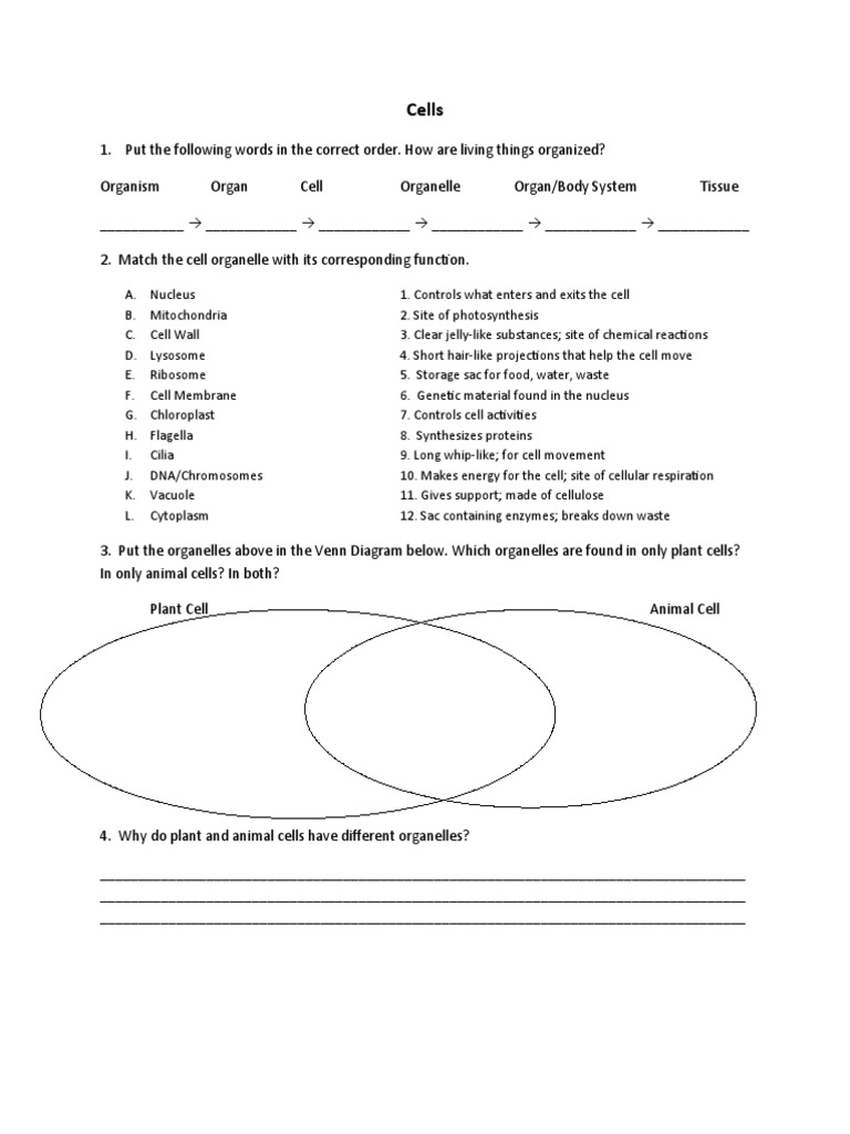 Cells, Body Systems, Homeostasis Review | PDF | Human Body | Cell (Biology)