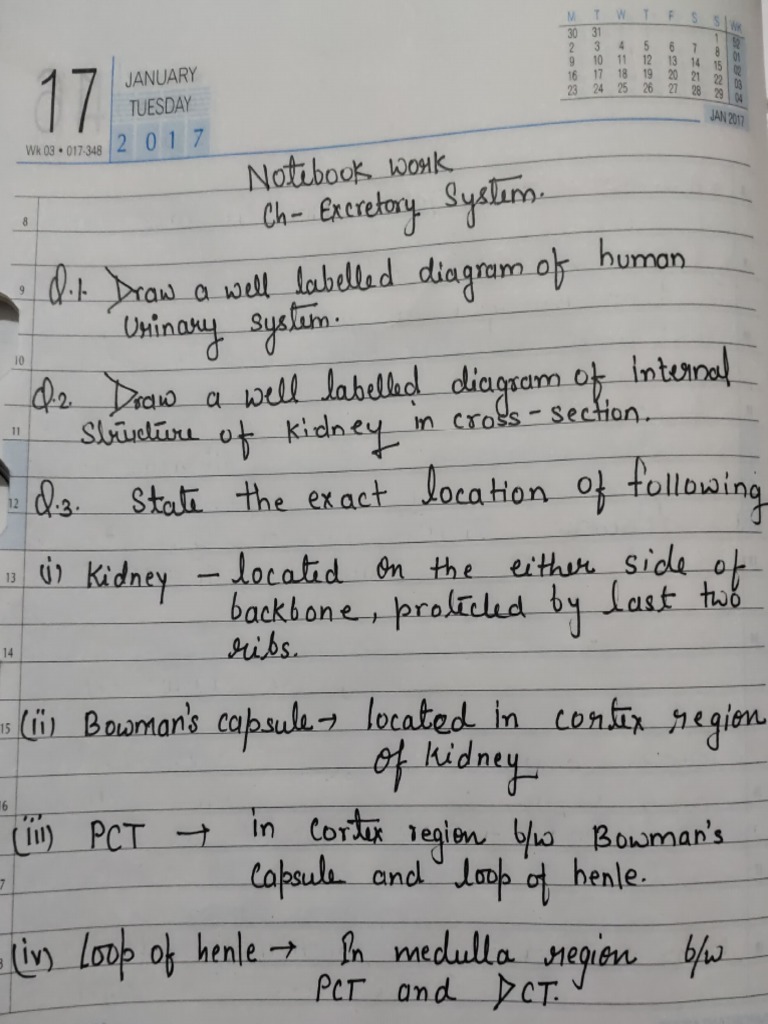 Excretory System - Notes For Class 10th | PDF | Anatomy | Kidney