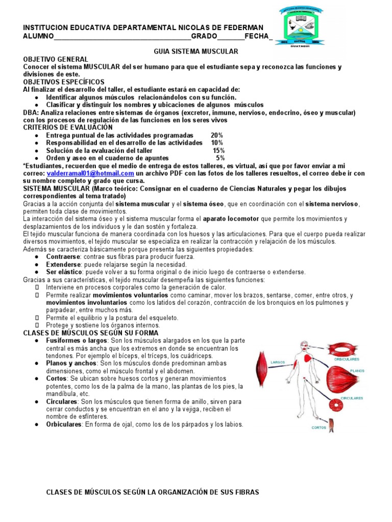 Guía del Sistema Muscular para Niños | PDF | Músculo | Fisiología