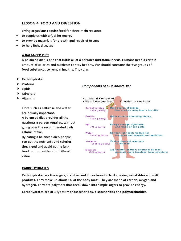 Lesson 4: Food and Digestion | PDF | Small Intestine | Carbohydrates