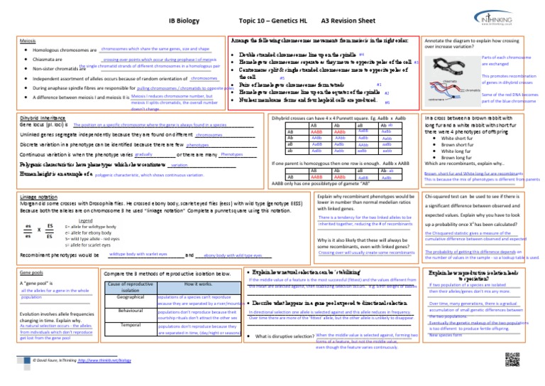 IB Biology Topic 10 - Genetics HL A3 Revision Sheet: Aabb Aabb | PDF ...