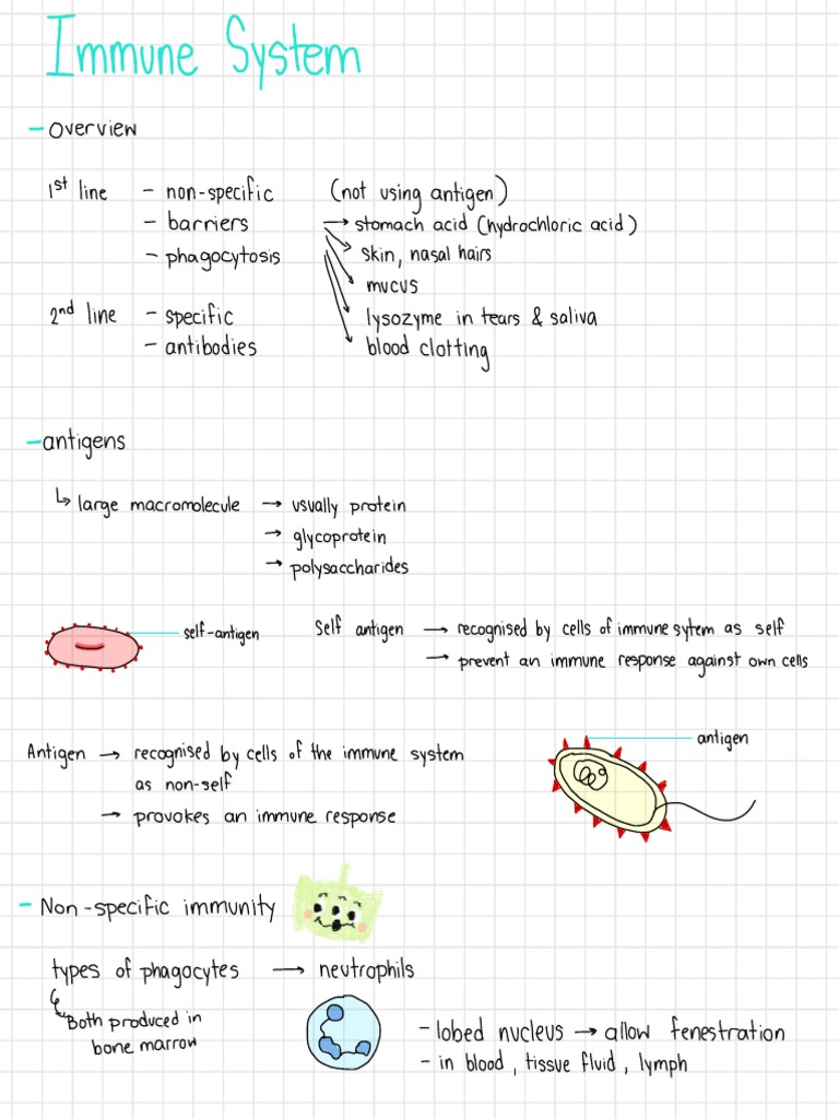 Immunity Notes | PDF