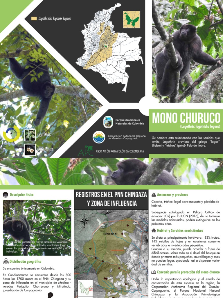 Folleto Mono Churuco Chingaza - Lagothrix Lagotricha Lugens (2016 ...