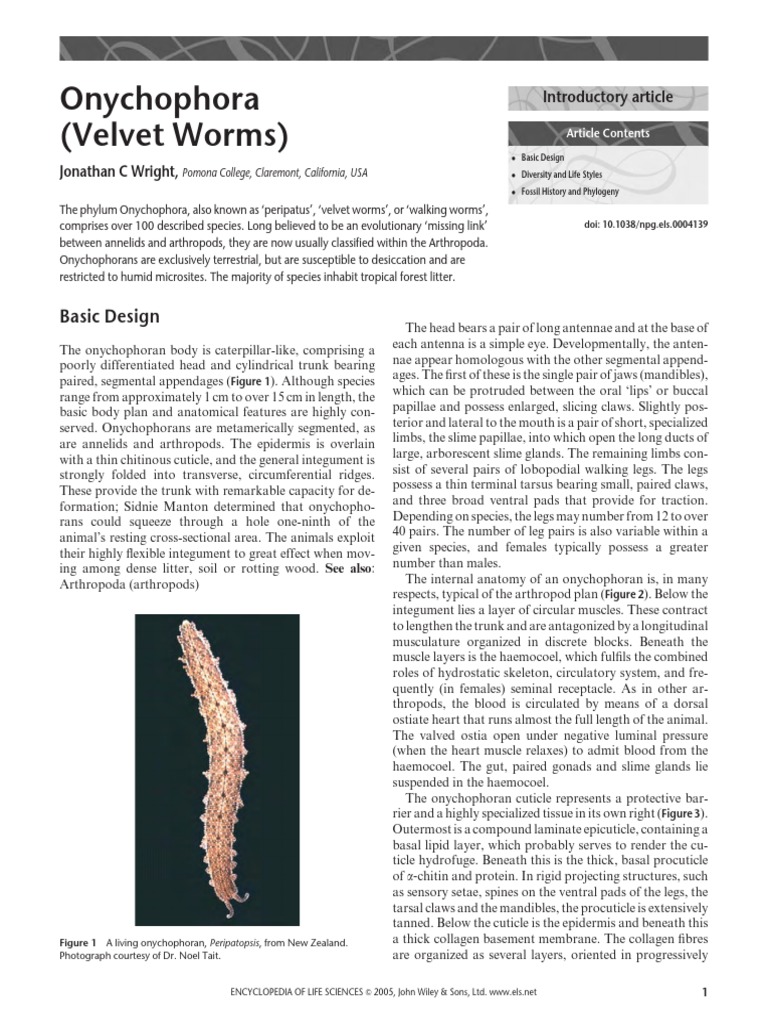 EoLS - Wright (2007) Onychophora | PDF | Zoology | Biology