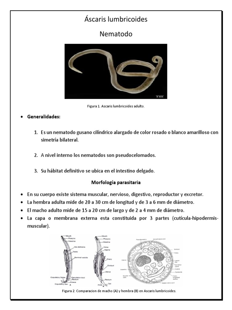 Áscaris Lumbricoides | PDF | Nematodo | Sistema reproductivo