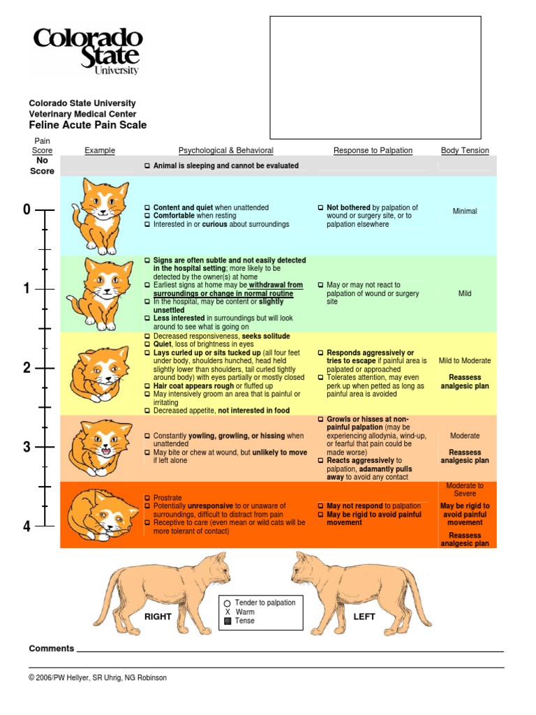 CSU Acute Pain Scale Kitten | PDF | Pain | Cats