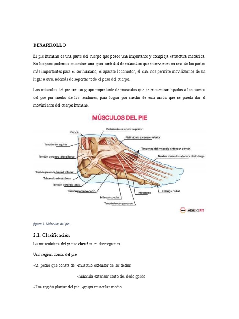 Músculos del Pie Humano: Estructura y Función | PDF | Pie | Sistema ...