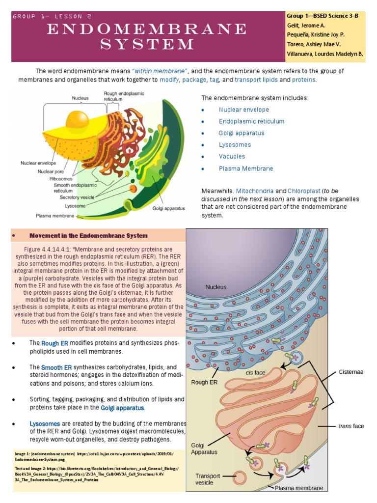 Lesson 2 Handout - The Endomembrane System | PDF | Endoplasmic ...