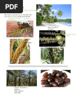 Ficha Técnica Del Pasto Imperial (Axonopus Scoparius, Hitchc) | PDF ...