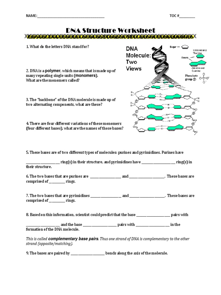 14 - DNA Structure Worksheet | PDF