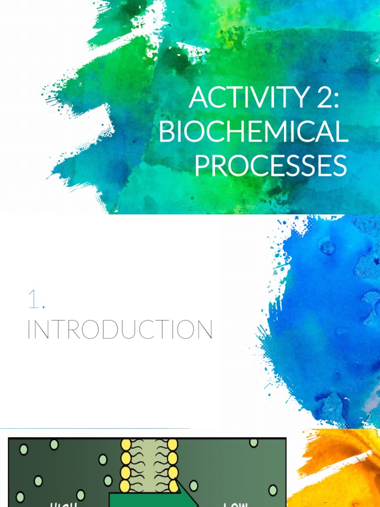 Activity 2: Biochemical Processes | PDF | Osmosis | Dialysis