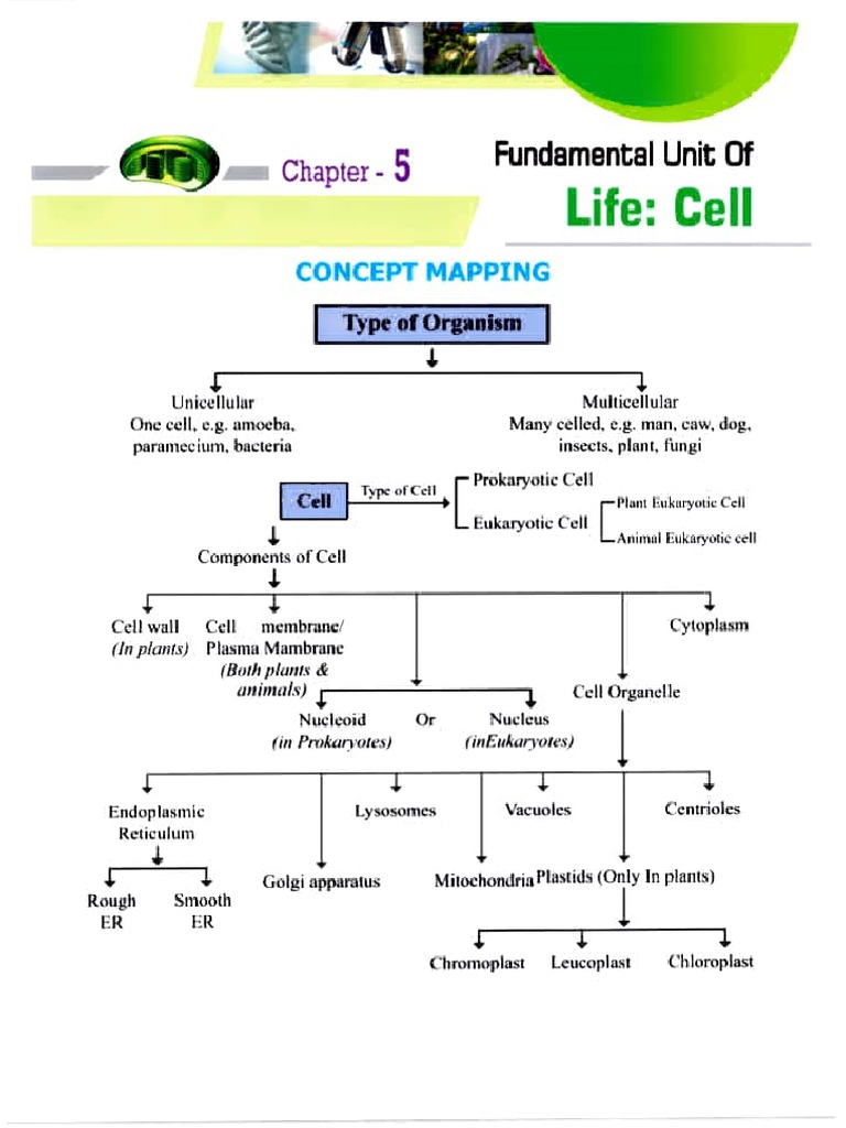 Cell Notes Class 9 | PDF | Endoplasmic Reticulum | Cell (Biology)