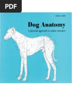 Dog Anatomy and Dissection Guide | PDF