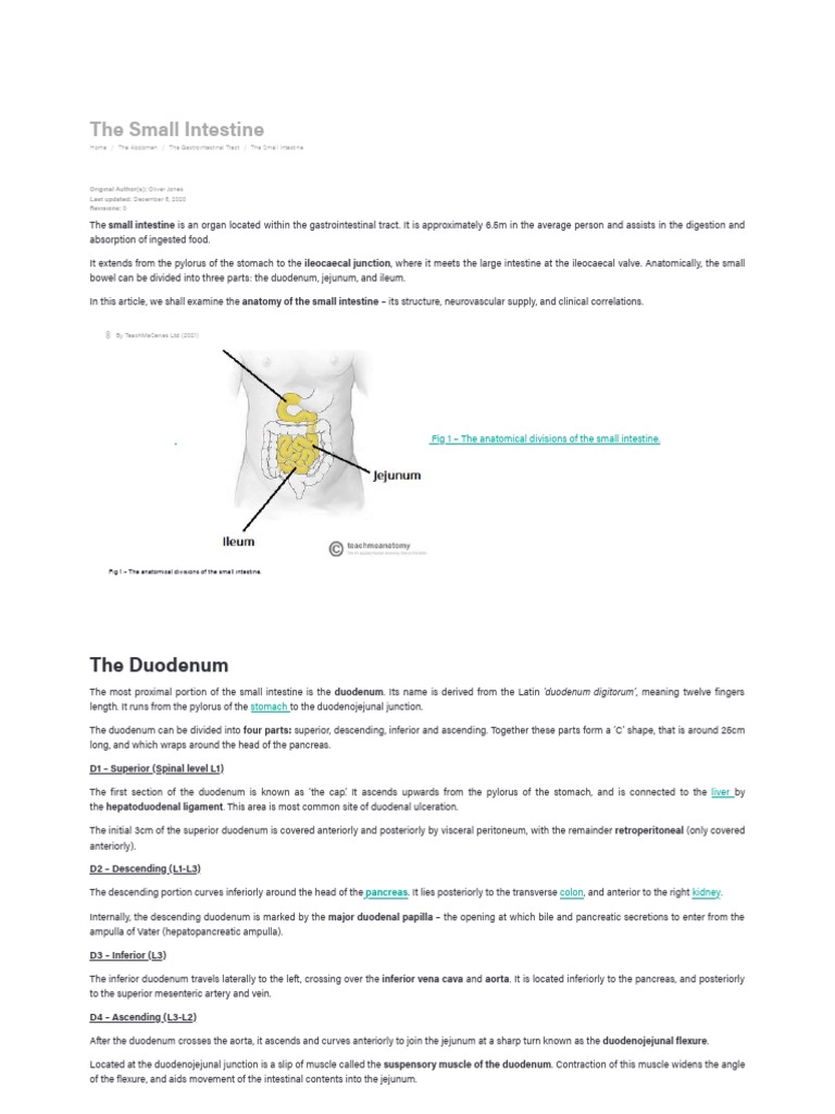 The Small Intestine - Duodenum - Jejunum - Ileum - TeachMeAnatomy | PDF ...