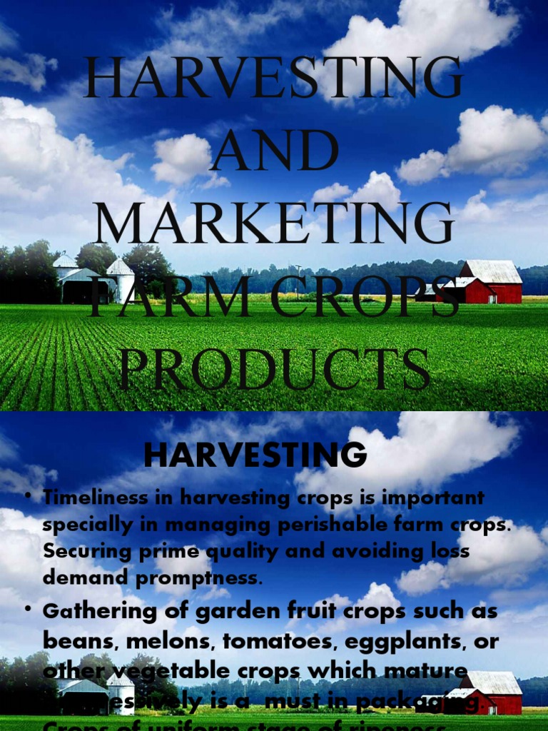 Harvesting AND Marketing Farm Crops Products | PDF | Vegetables ...