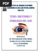 Anatomía y Patología de La Papila Óptica | PDF | Retina | Ojo humano