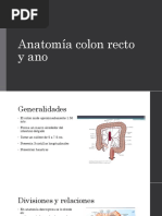 Colon Sigmoides | PDF | Intestino grueso | Recto