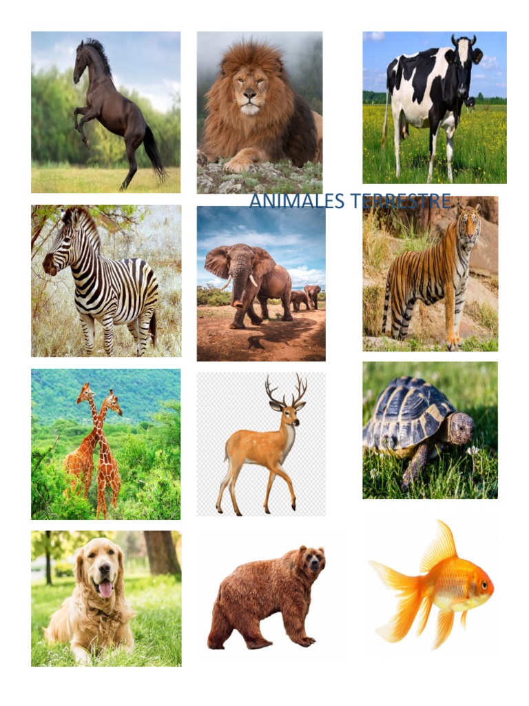 Animales Terrestres y Acuaticos | PDF