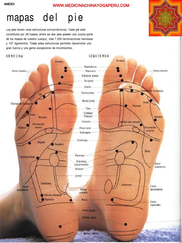 Anexo - Mapas Del Pie | PDF | Pie | Mano