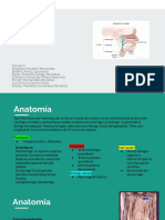 Fisiopatología de La Faringitis | PDF | Epidemiología | Microbiología