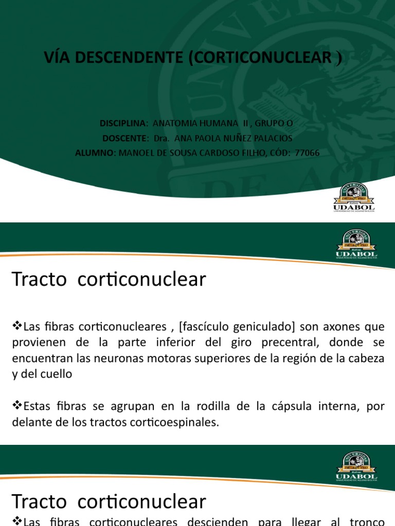 Tracto Corticonuclear en Anatomía Humana | PDF | Ciencia y matemáticas
