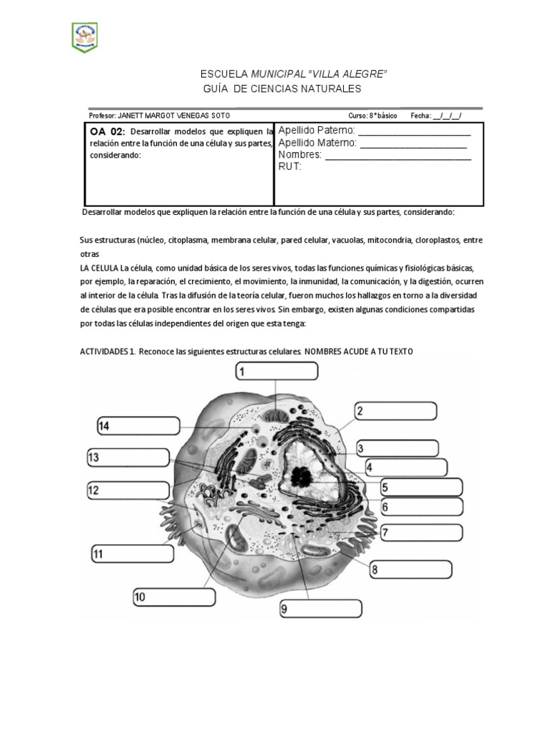 Estructuras y Funciones Celulares | PDF