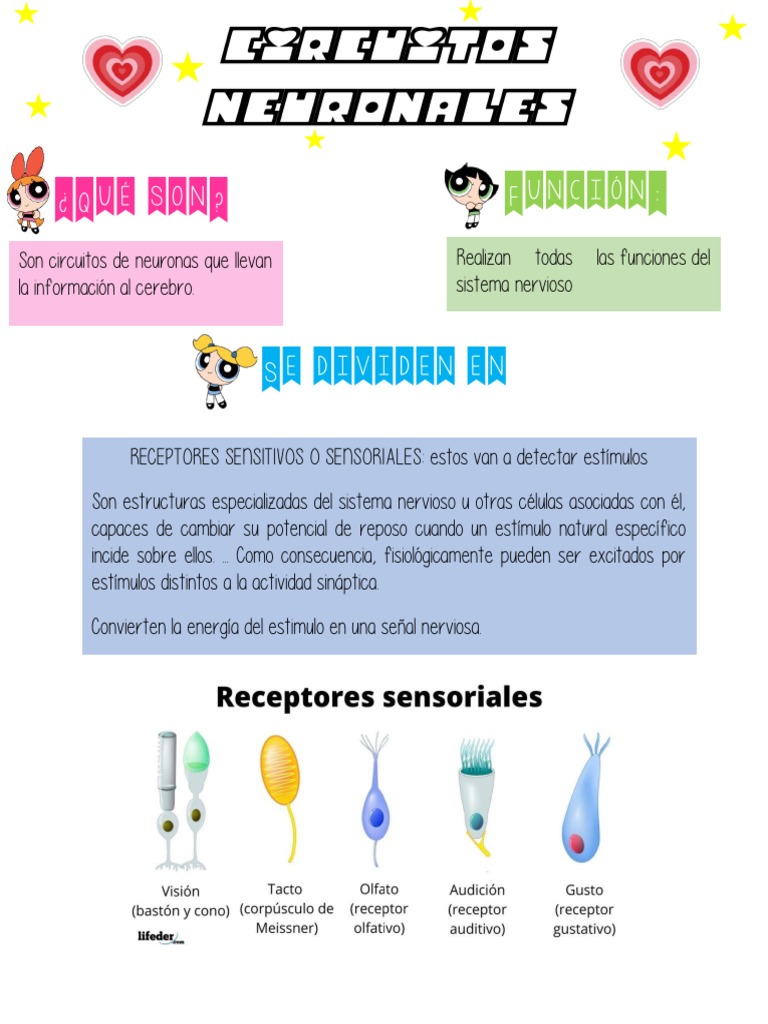 Circuitos Neuronales | PDF | Dolor | Estímulo (fisiología)