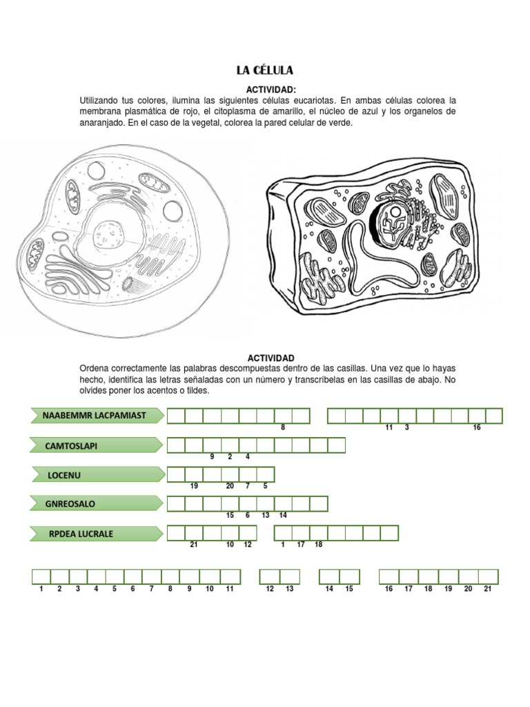Actividades de Coloreo de Células | PDF