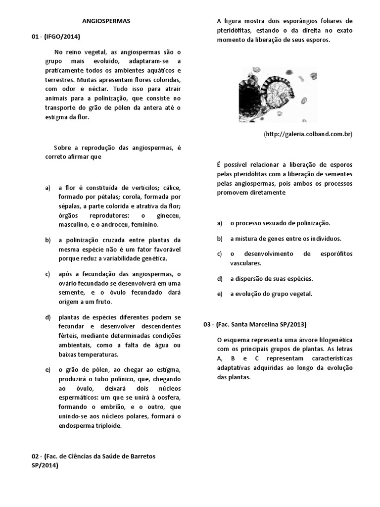 ANGIOSPERMAS - 2014 Exercicios Sobre Plantas | PDF | Flores | Semente
