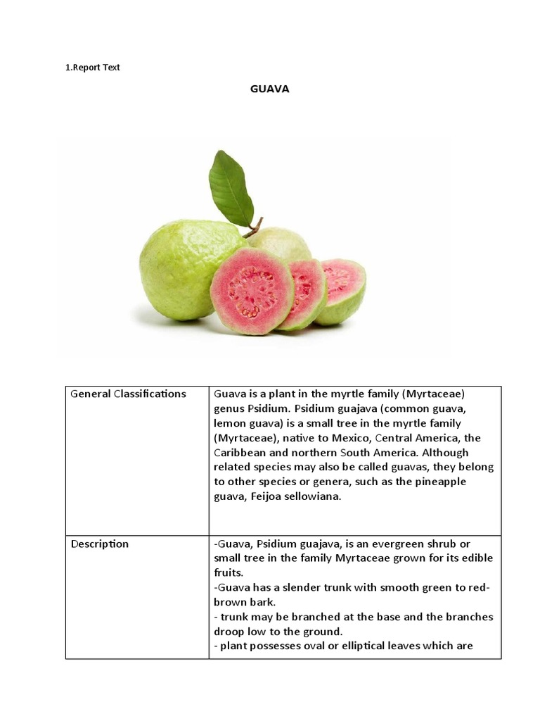 Guava Tree: Classification and Description | PDF