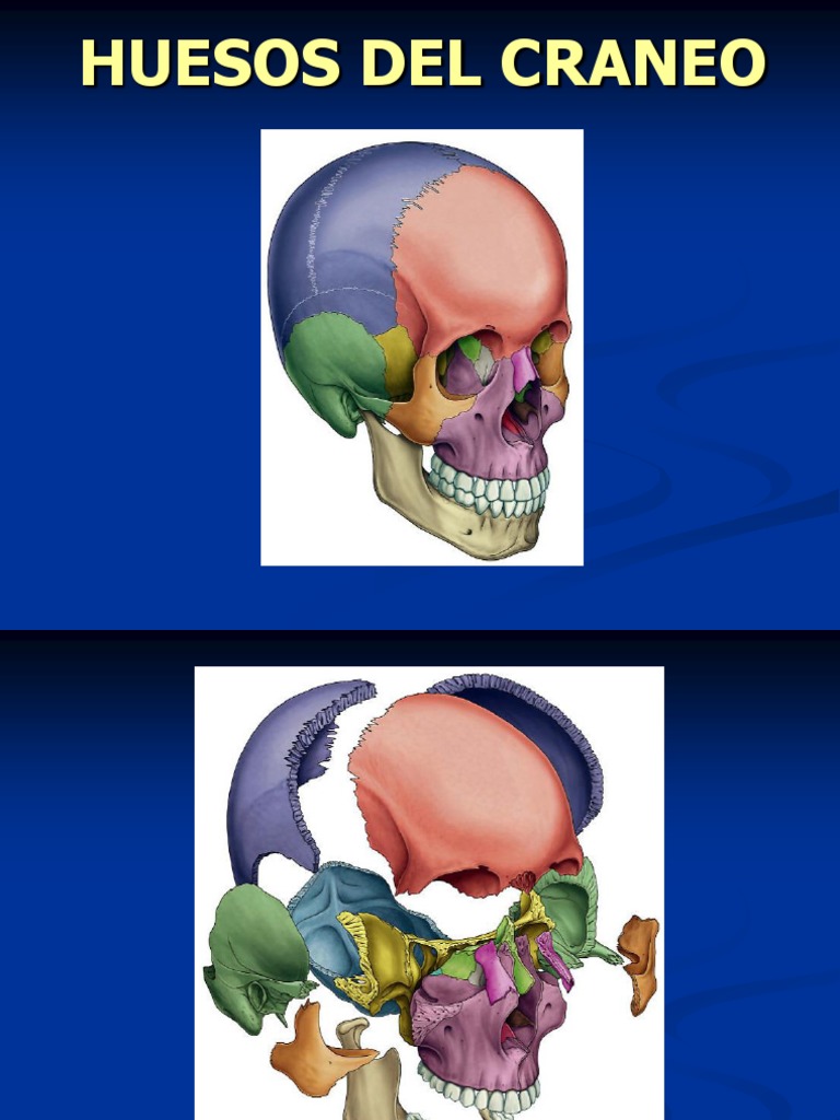 Huesos Del Craneo Pdf Anatomía Humana Cabeza Y Cuello Humanos