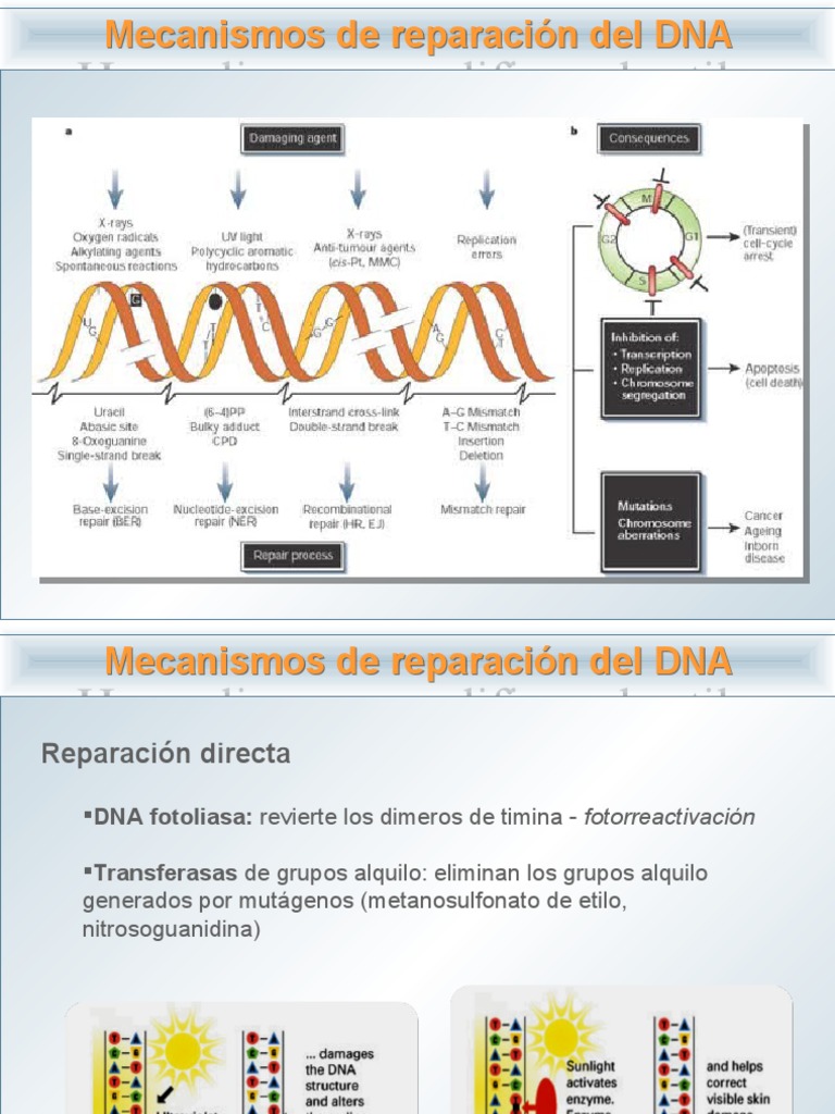 Mecanismos de Reparacion Del DNA | PDF | Reparación de adn | Adn