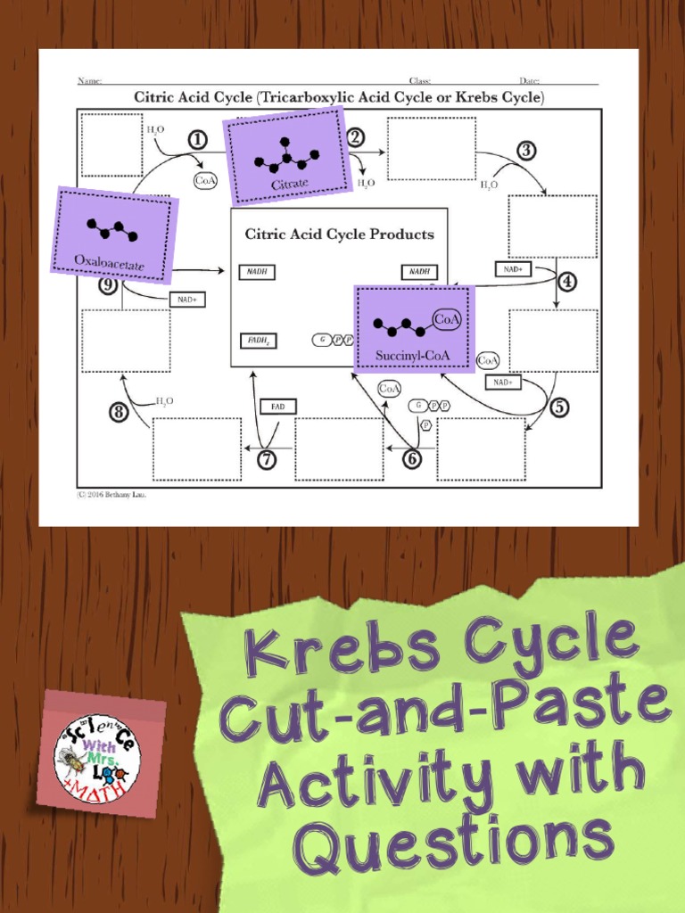 Krebs Cycle Cut-and-Paste Activity | PDF