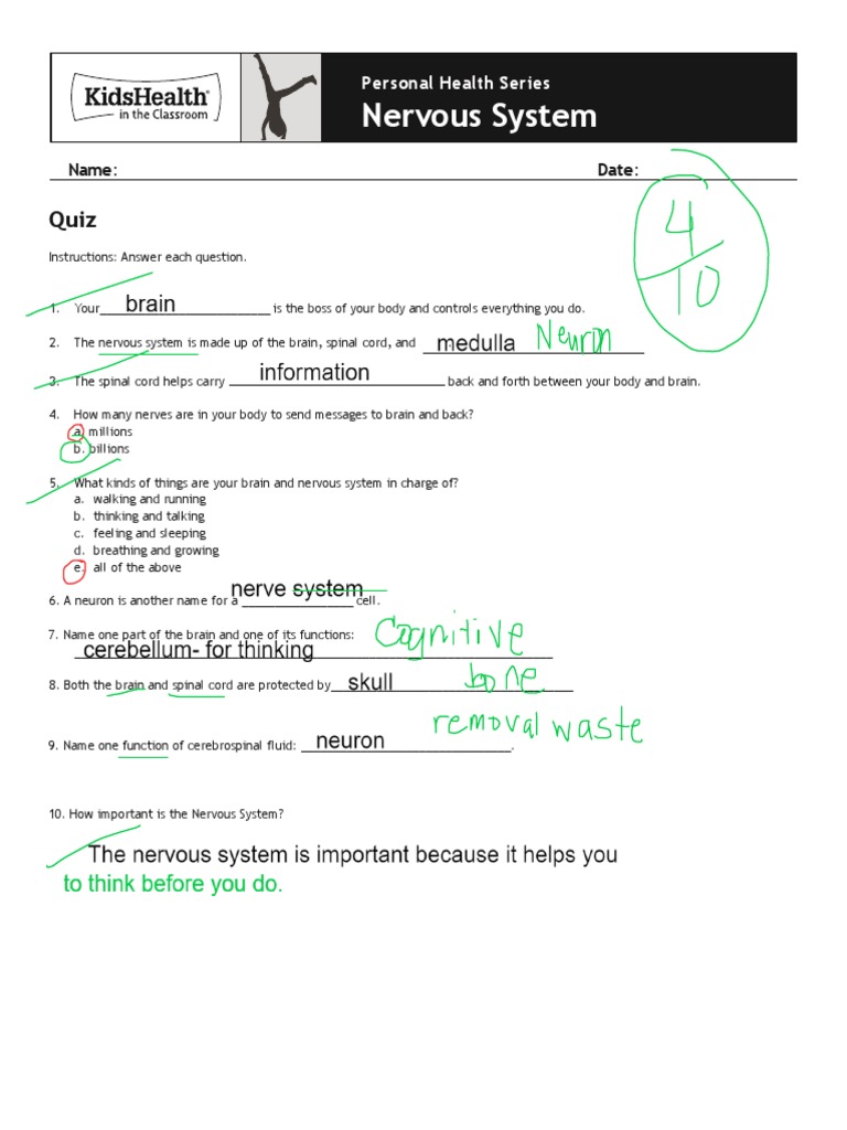 Nervous System Quiz | PDF