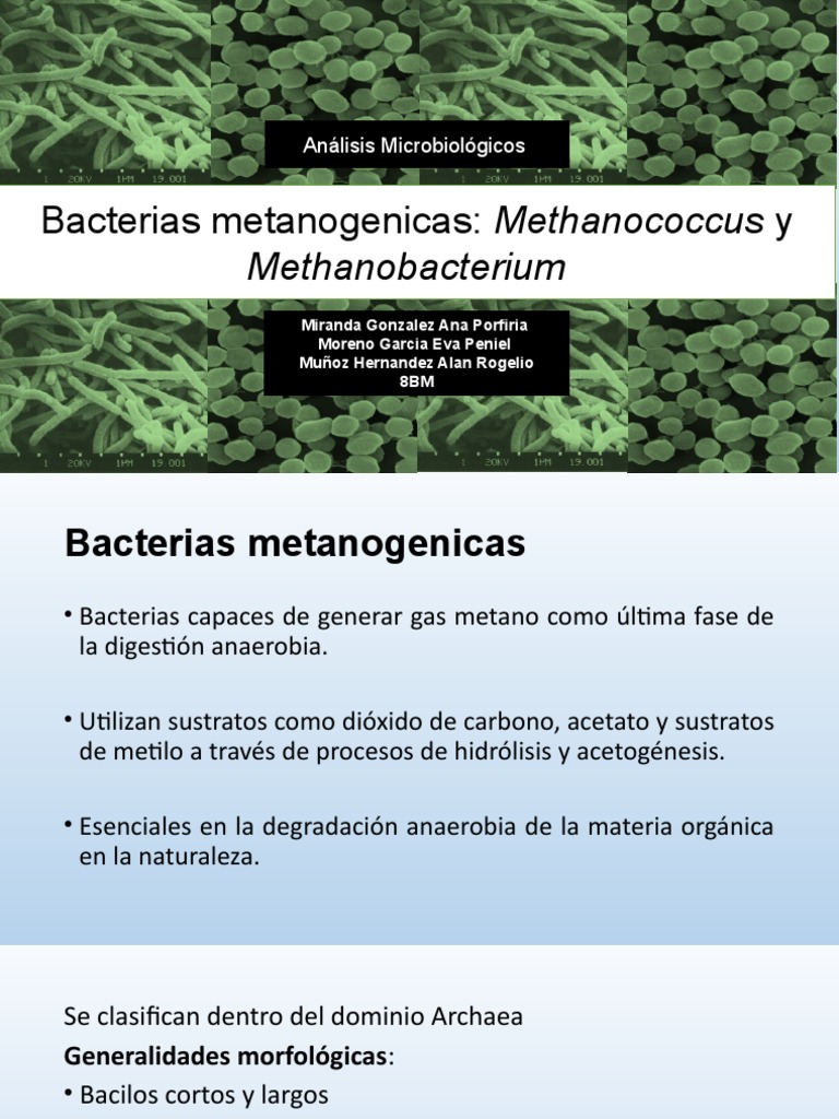 Bacterias Metanogenicas 8BM | PDF | Las bacterias | Archaea