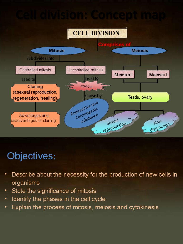 Cell Division: Concept Map | PDF | Mitosis | Meiosis