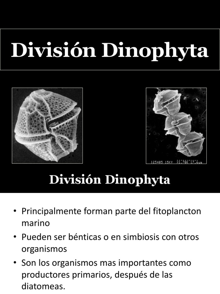 Division Dinophyta | PDF | Biología Celular) | Membrana celular