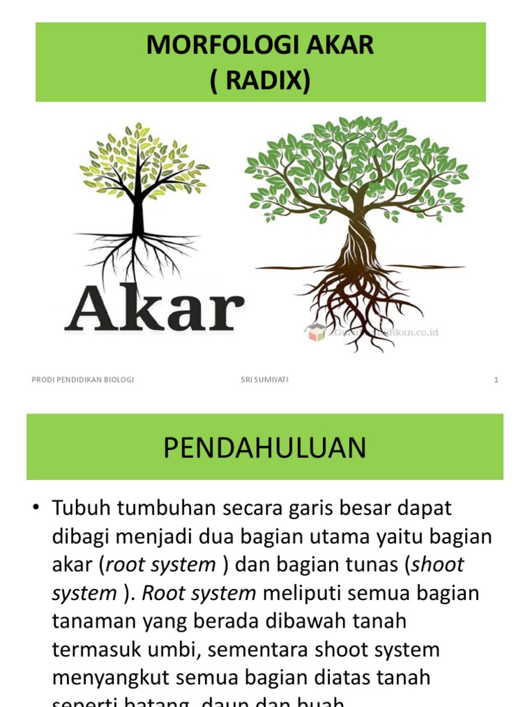 Morfologi dan Fungsi Akar Tumbuhan | PDF