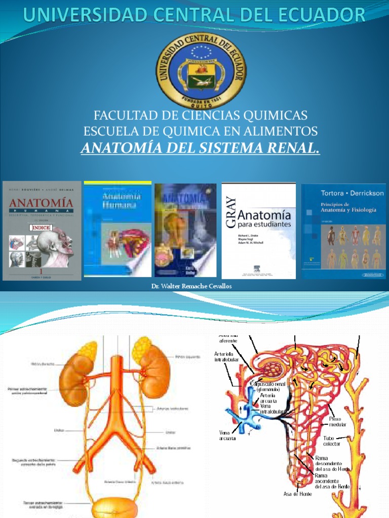 3.-Anatomía Renal | PDF | Riñón | Vejiga urinaria