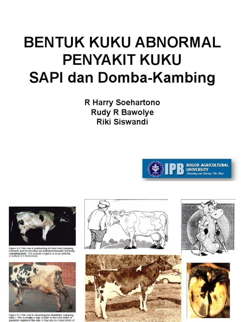 Kuku Sapi: Anatomi dan Penyakitnya | PDF