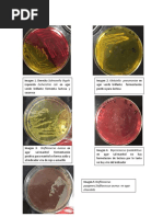 Prueba de Pyr | PDF | Estreptococo | Microbiología