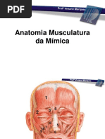 Anatomia Labial | PDF | Lábio