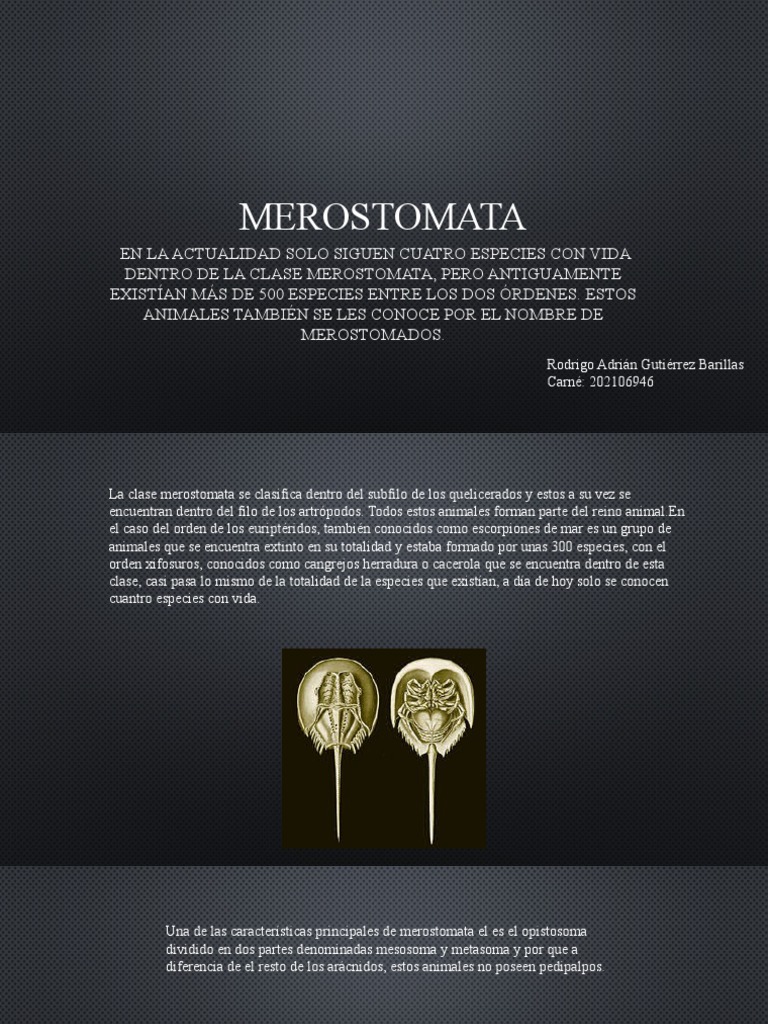 MEROSTOMATA y A | PDF