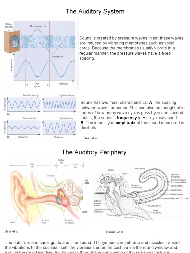 The Auditory System: B. The Intensity of Amplitude of The Sound ...