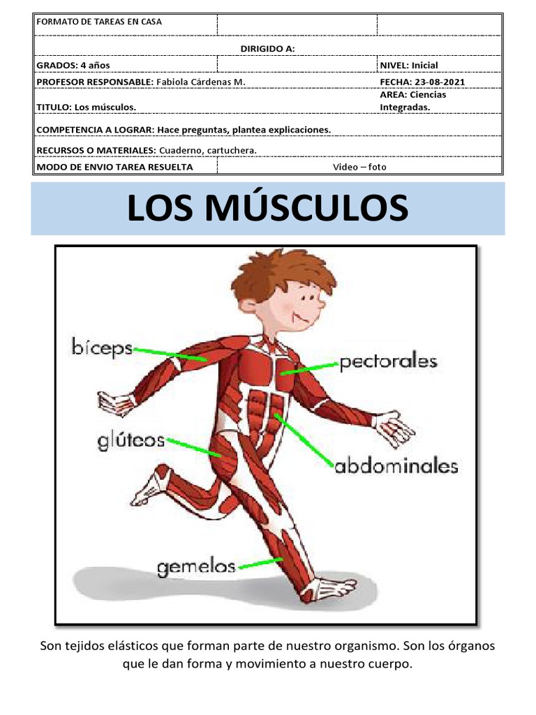 Dibujo del Sistema Muscular para Niños | PDF | Músculo